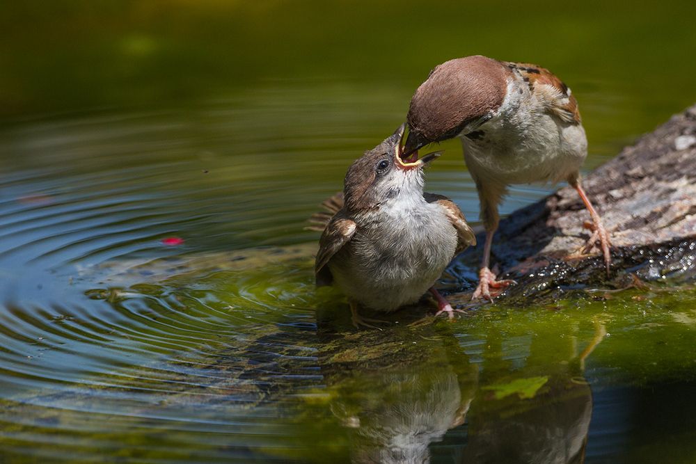 Bequemer geht's nimmer. Feldspatzen Foto & Bild | tiere, wildlife, wild ...