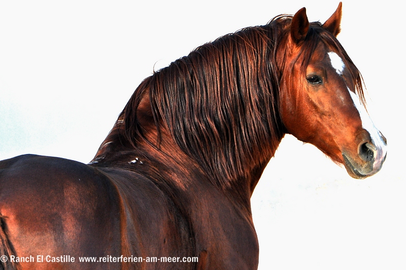 Berber- Bretonenhengst Foto & Bild | tiere, haustiere, pferde, esel ...
