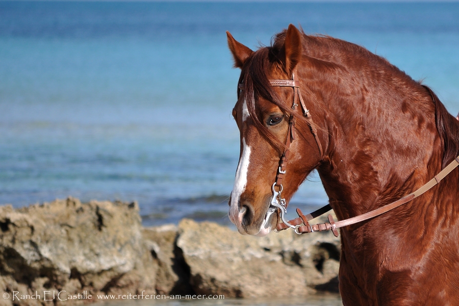 Berber - Bretonenhengst Foto & Bild | tiere, haustiere, pferde, esel ...
