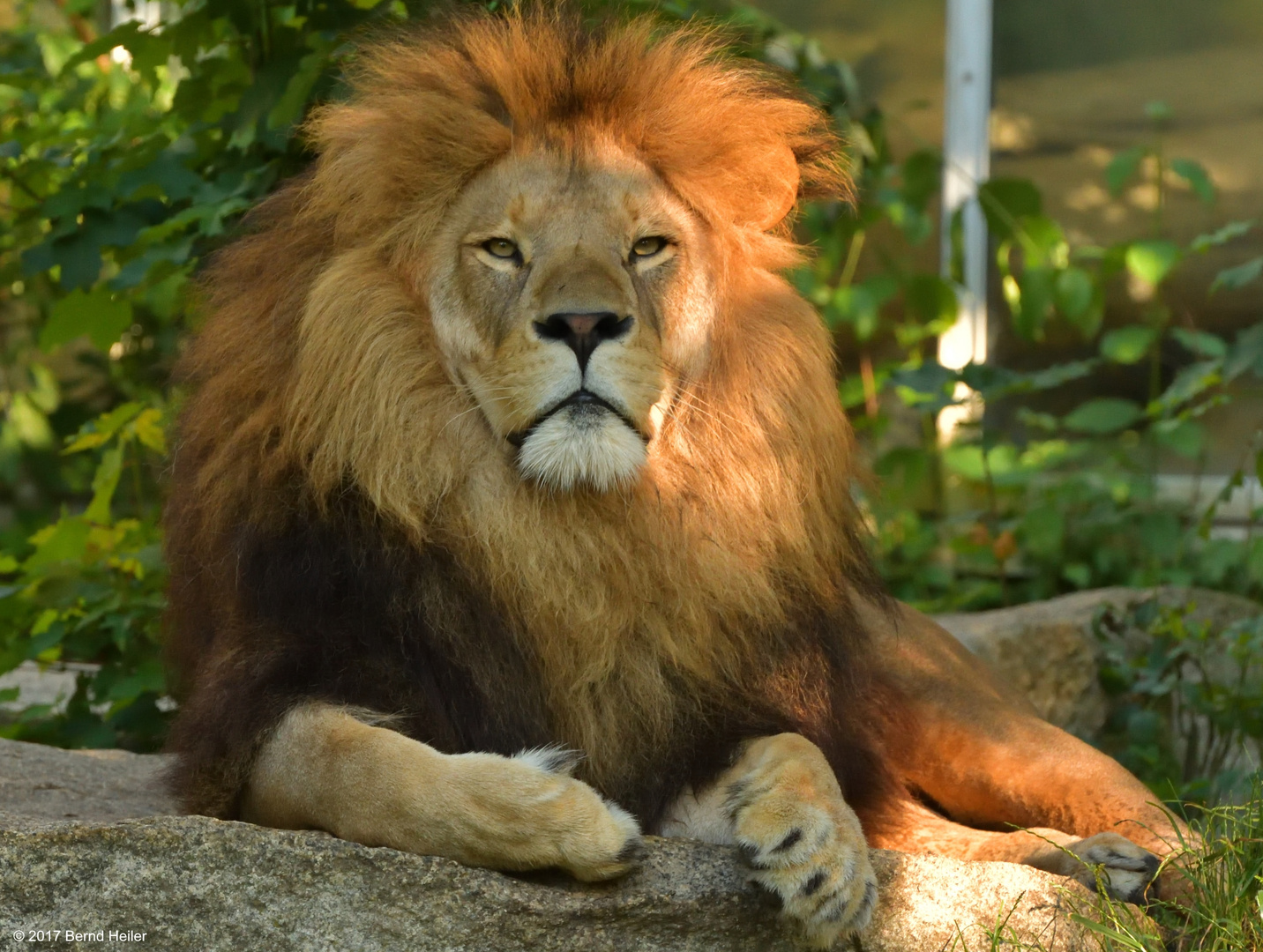 Berber-Löwe Foto & Bild | tiere, zoo, wildpark & falknerei, säugetiere ...