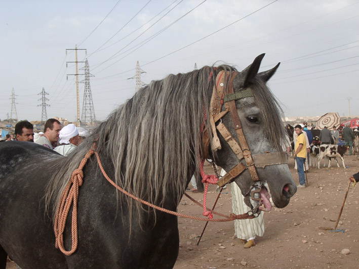 Berber (-pferd) photo et image | africa, morocco, north africa Images ...