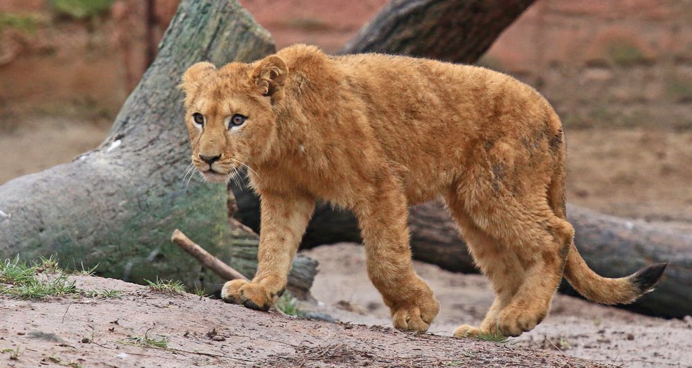 Berberlöwe aus dem Archiv Foto & Bild | youth, natur, zoo Bilder auf ...