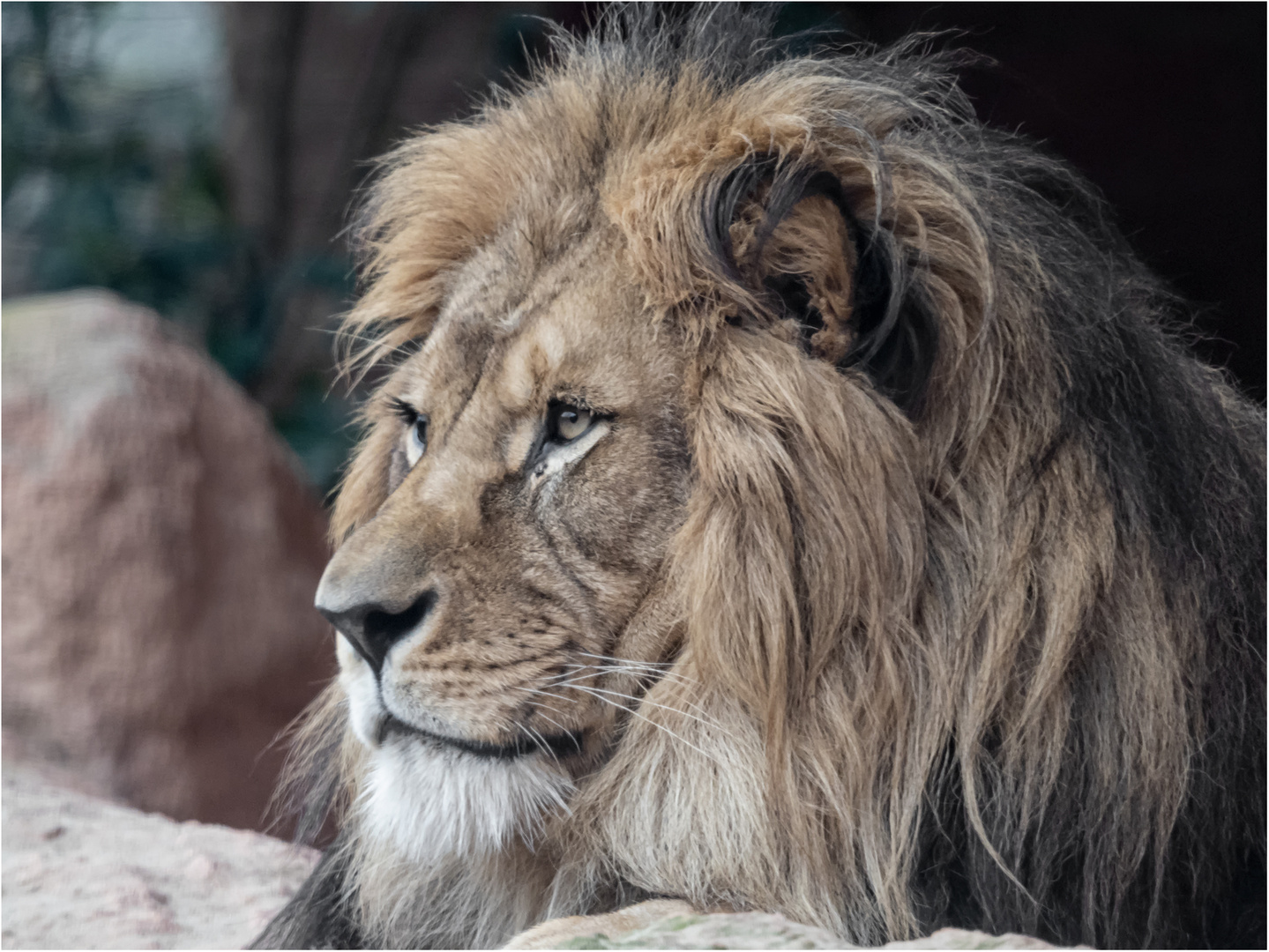 Berberlöwe Foto & Bild | nature, natur, portrait Bilder auf fotocommunity