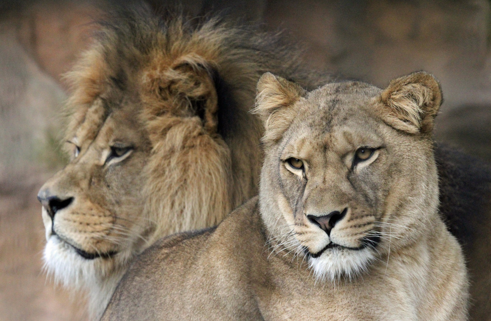 Berberlöwen Foto & Bild | natur, zoo, tiere Bilder auf fotocommunity