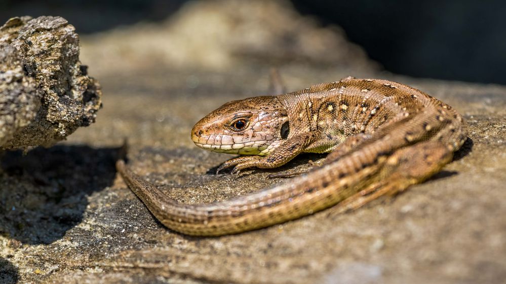 Berg- Moor- oder Waldeidechse Foto & Bild | tiere, wildlife, amphibien ...