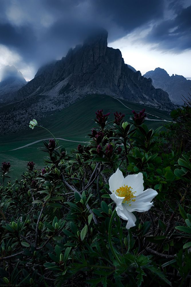 Bergblume Foto & Bild | art, italy, photography Bilder auf fotocommunity