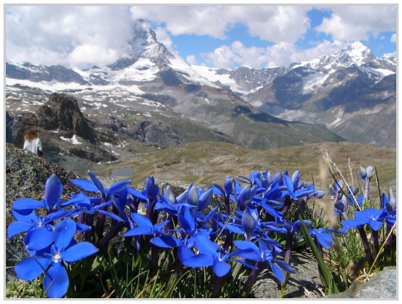 Bergblumen (1) Foto & Bild | pflanzen, pilze & flechten, blüten- & kleinpflanzen, wildpflanzen ...