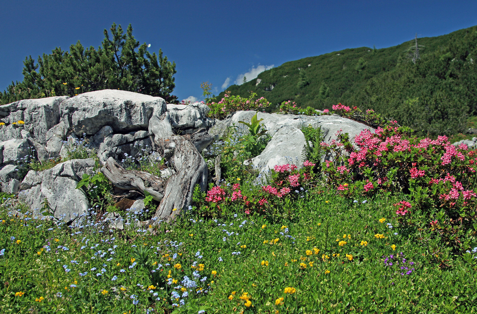 -Bergblumen- Foto & Bild | pflanzen, pilze & flechten, blüten- & kleinpflanzen, dachsteingebirge ...