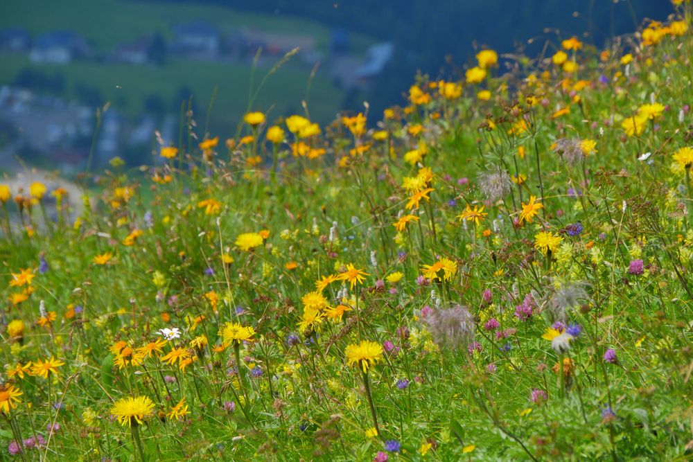 Bergblumen Foto & Bild | world, blumen, berge Bilder auf fotocommunity