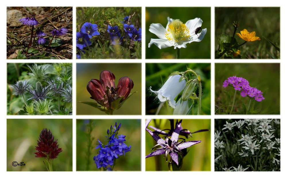 Bergblumen Foto & Bild | pflanzen, pilze & flechten, blüten- & kleinpflanzen, wildpflanzen ...