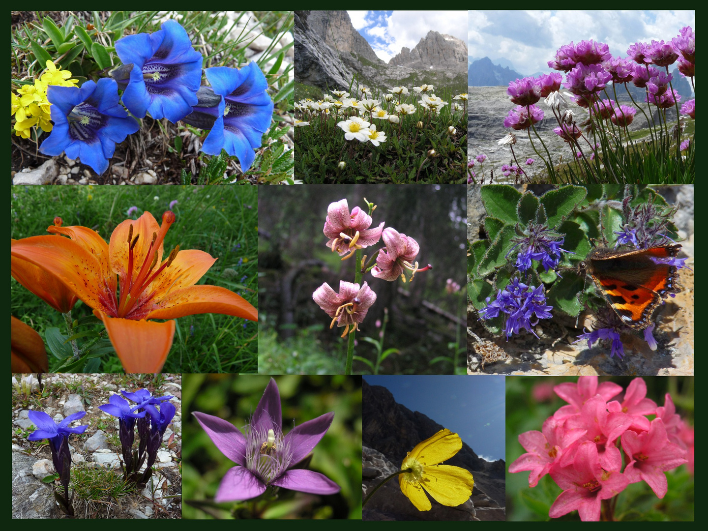 Bergblumen Foto & Bild | pflanzen, pilze & flechten, blüten- & kleinpflanzen, blumen Bilder auf ...