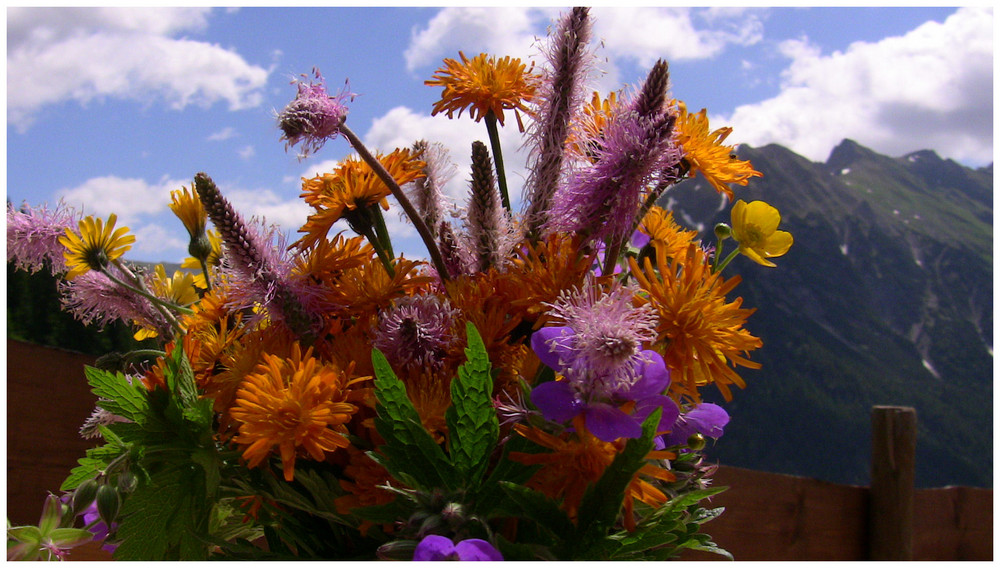 Bergblumen...... Foto & Bild | pflanzen, pilze & flechten, blüten- & kleinpflanzen, kornblumen ...
