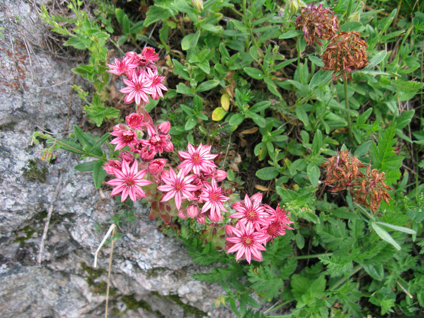 Bergblumen im Val Müstair GR/Schweiz Foto & Bild | pflanzen, pilze & flechten, natur Bilder auf ...