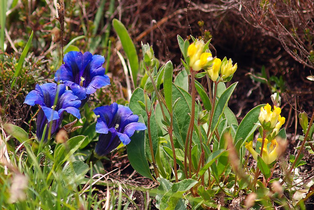 Bergblumen vom Jenner am Königsee Foto & Bild | pflanzen, pilze ...