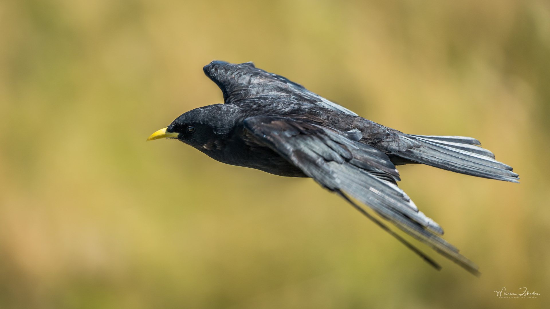 Bergdohle-2 Foto & Bild | tiere, wildlife, wild lebende vögel Bilder ...
