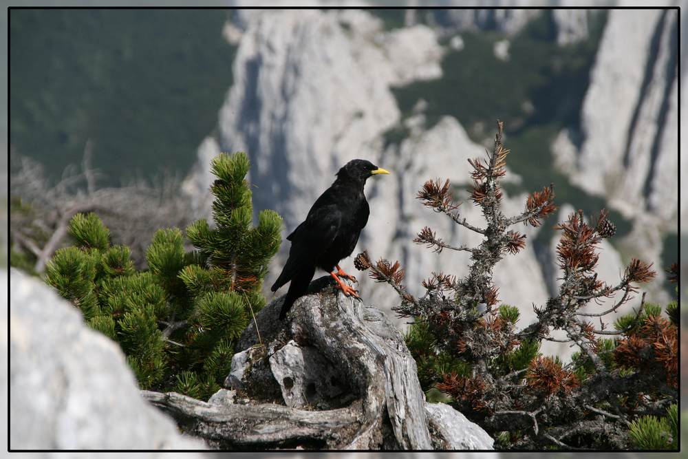 Bergdohle Foto & Bild | tiere, wildlife, wild lebende vögel Bilder auf ...