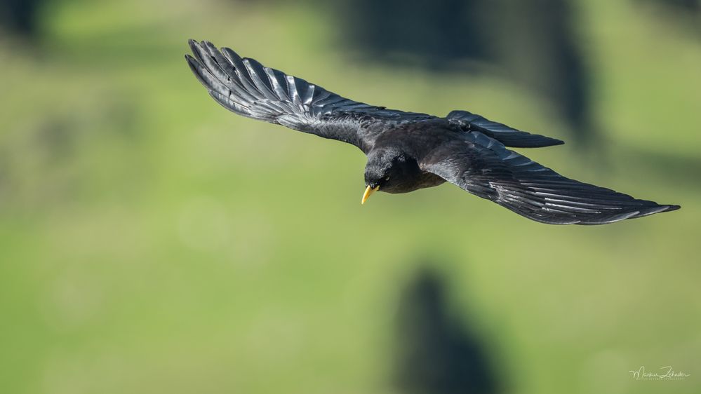 Bergdohle Foto & Bild | tiere, wildlife, wild lebende vögel Bilder auf ...