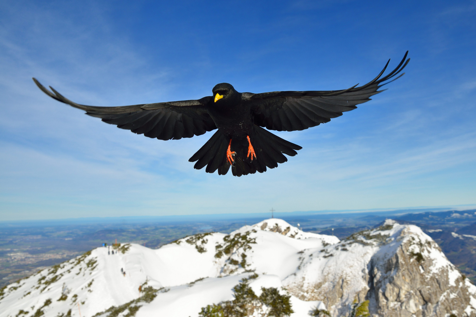 Bergdohle Foto & Bild | tiere, wildlife, wild lebende vögel Bilder auf ...