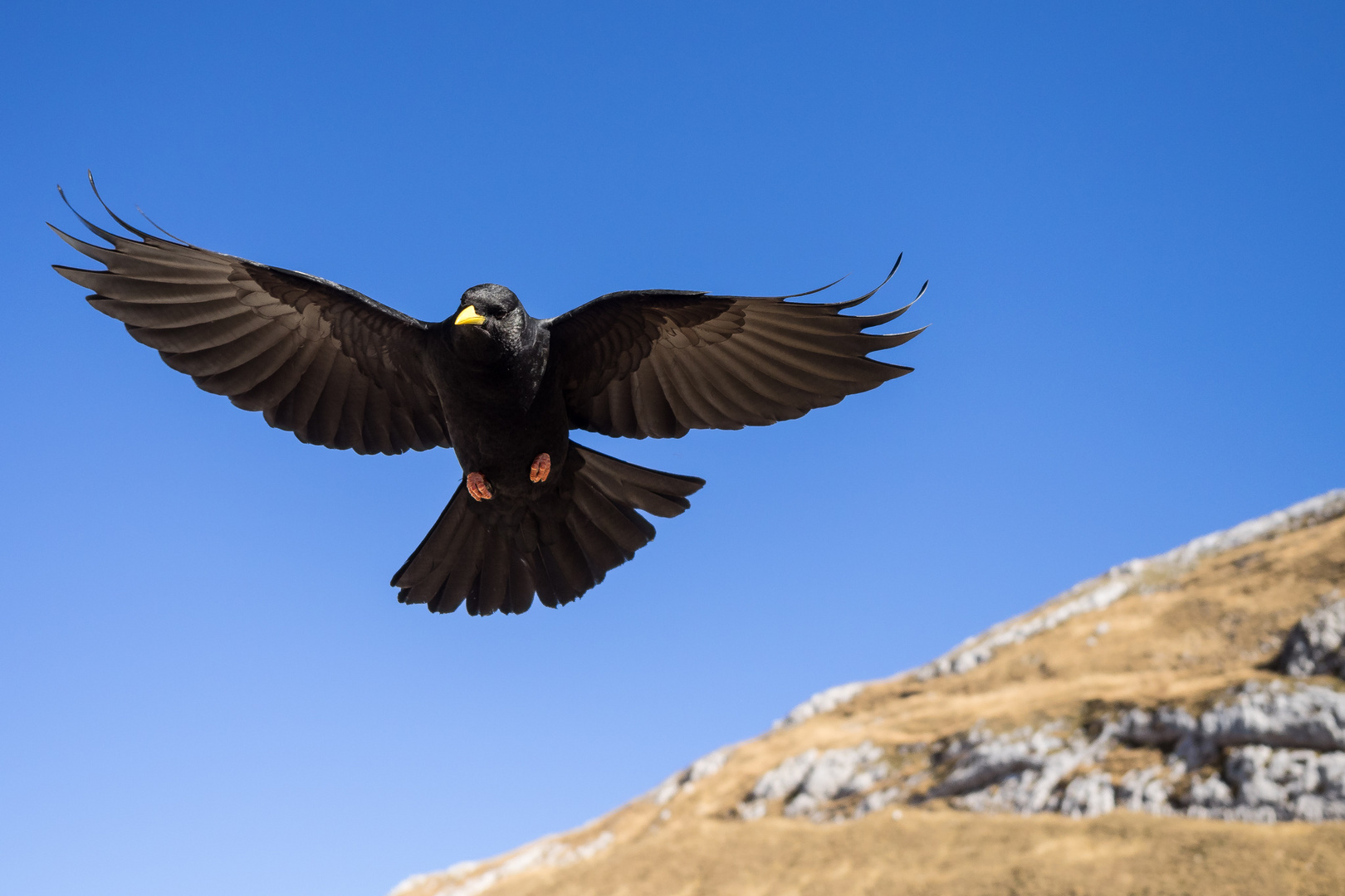 Bergdohle Foto & Bild | tiere, wildlife, wild lebende vögel Bilder auf ...