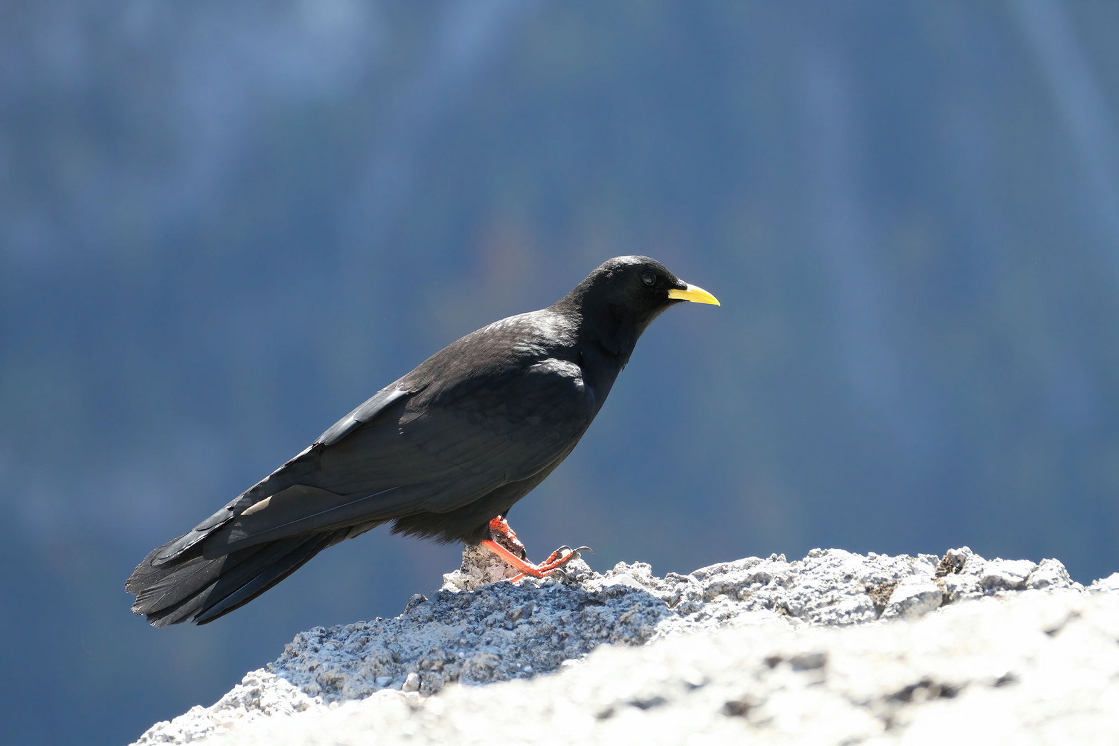 Bergdohle Foto & Bild | tiere, vögel, natur Bilder auf fotocommunity