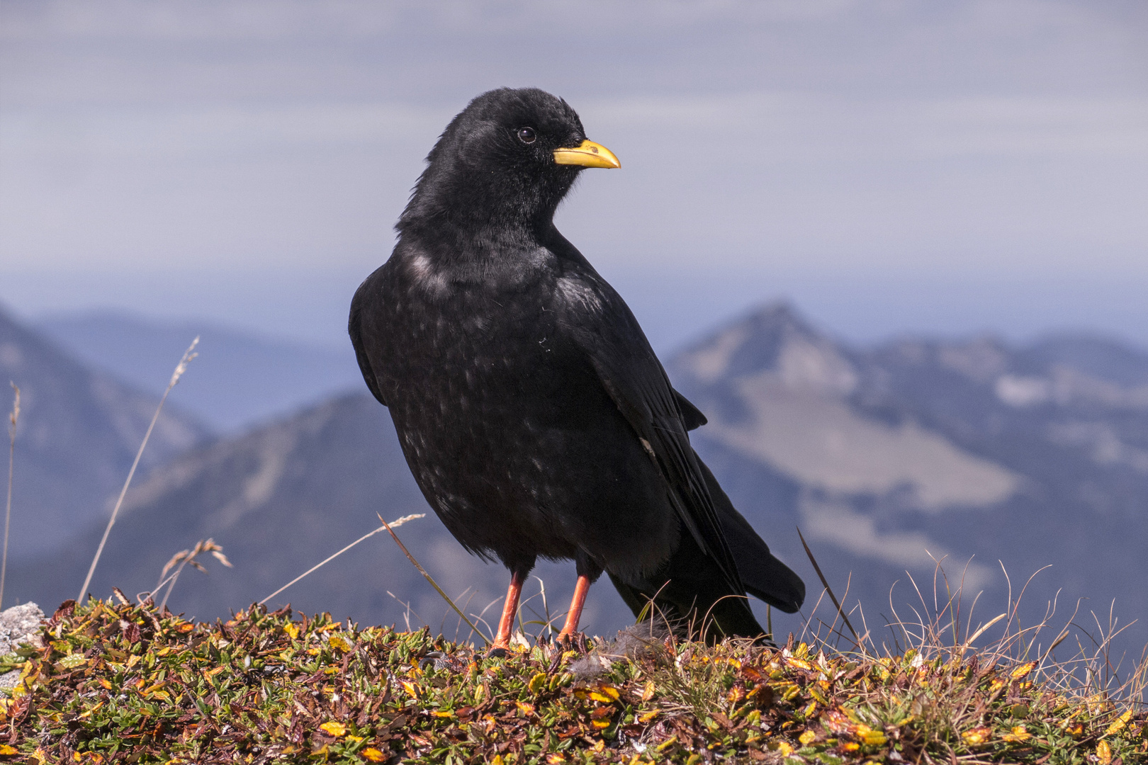 Bergdohle Foto & Bild | tiere der alpen, natur, berge Bilder auf ...