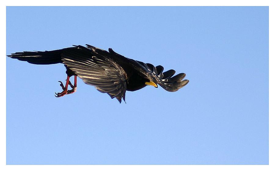 Bergdohle im Sturzflug Foto & Bild | tiere, wildlife, wild lebende ...
