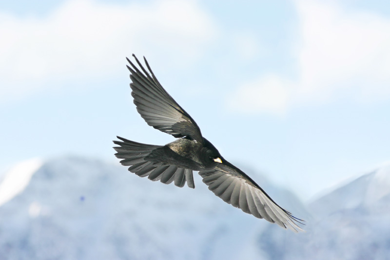 Bergdohle in Rosswald, VS, Schweiz Foto & Bild | tiere, wildlife, wild ...