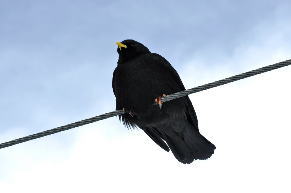 Bergdohle Jungfraujoch Foto & Bild | tiere, wildlife, wild lebende ...
