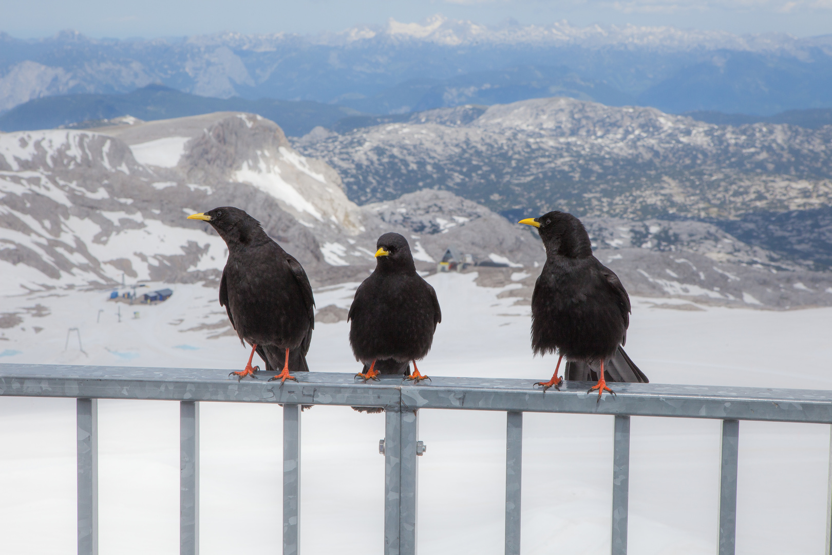 Bergdohlen Foto & Bild | tiere, natur, dachstein Bilder auf fotocommunity