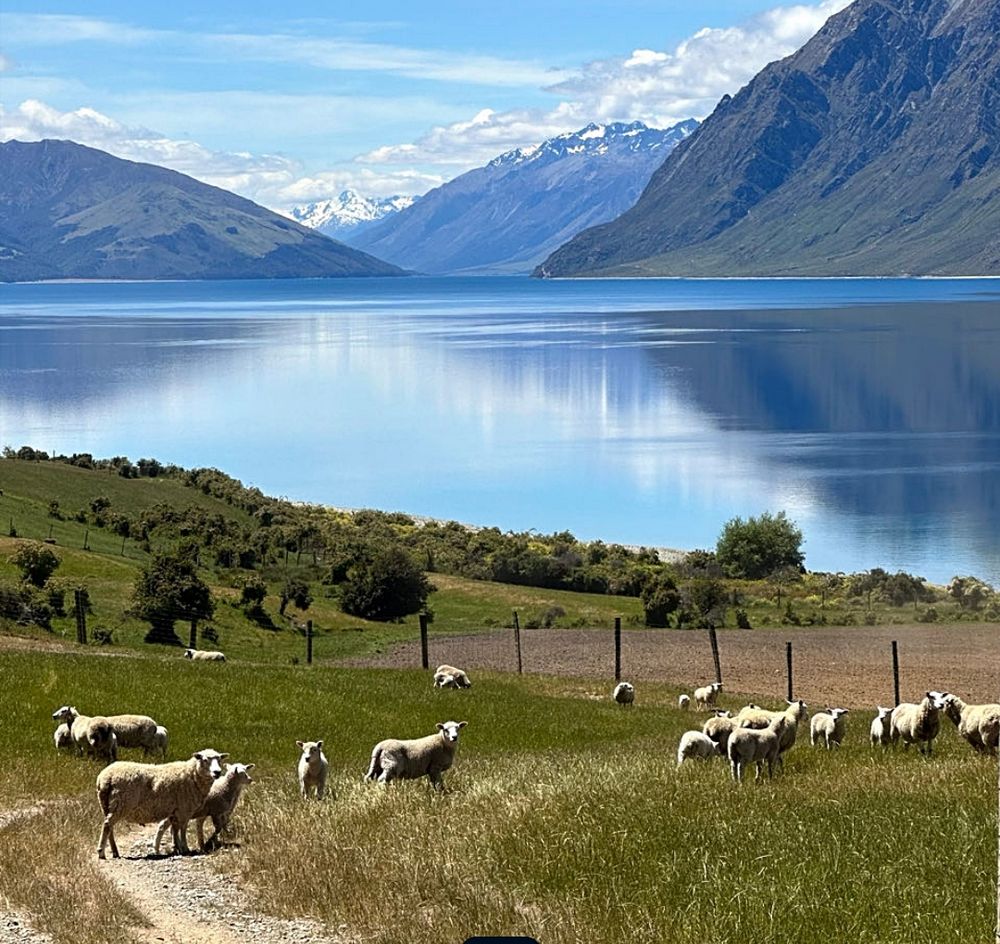 Berge ,Schafe und blauer See sind Natur pur Foto & Bild | spezial ...