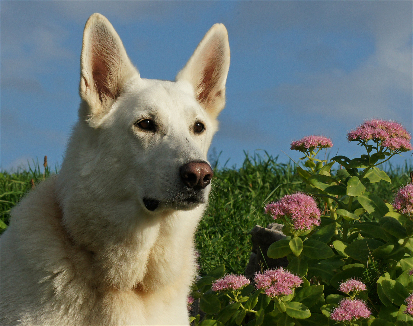 Berger Blanc Swiss Foto & Bild | tiere, haustiere, hunde Bilder auf ...