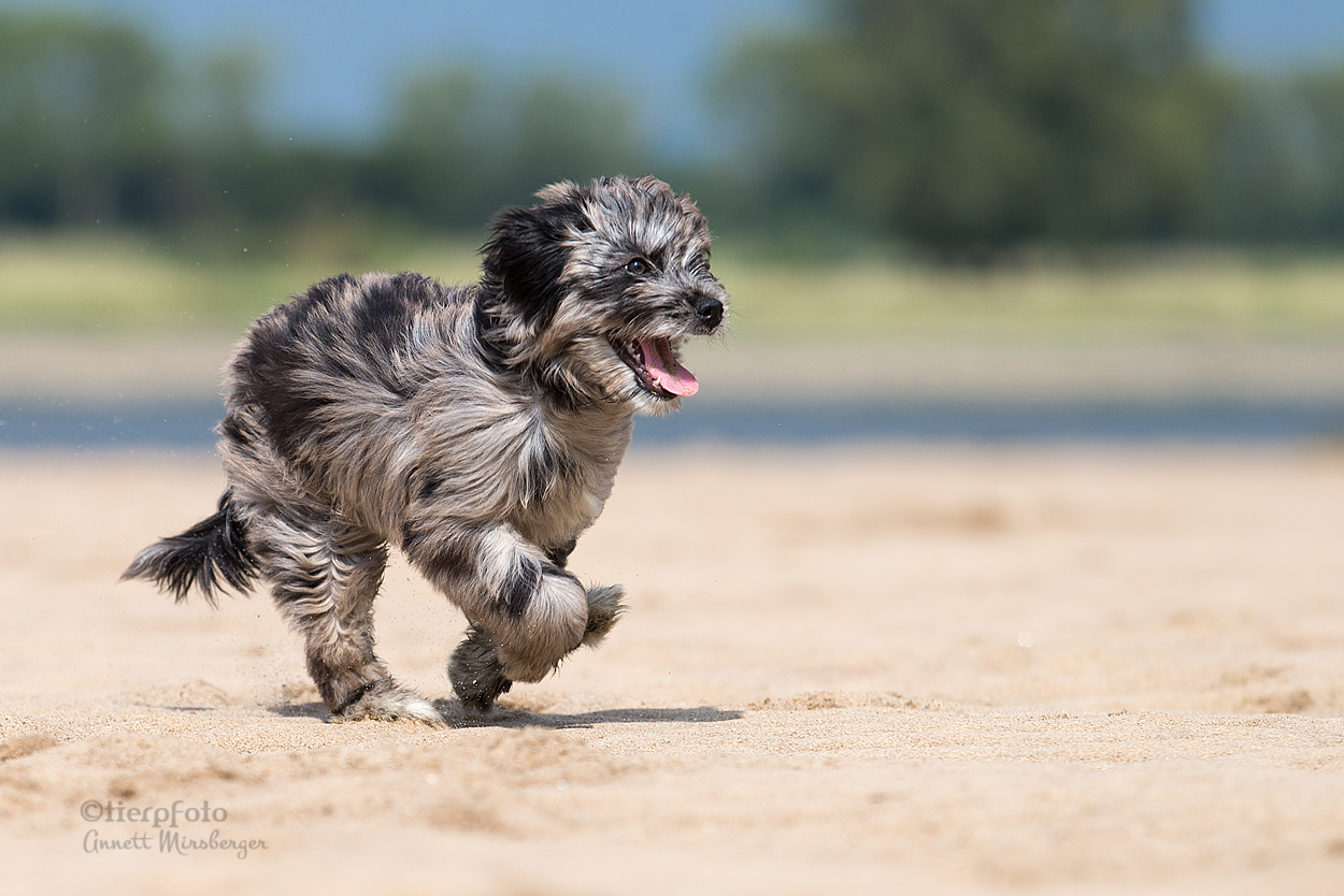 Berger des Pyrenees Foto & Bild | tiere, haustiere, hunde Bilder auf ...