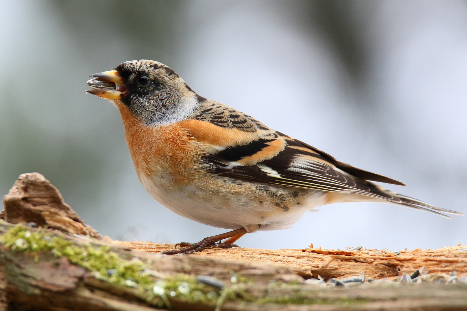 Bergfink Foto & Bild | natur, tiere, wildlife Bilder auf fotocommunity