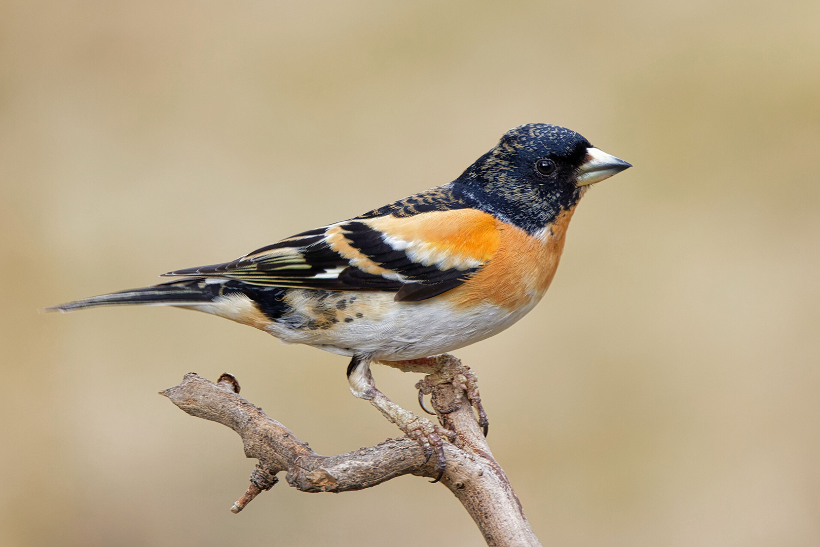 Bergfink Foto & Bild | tiere, wildlife, wild lebende vögel Bilder auf ...