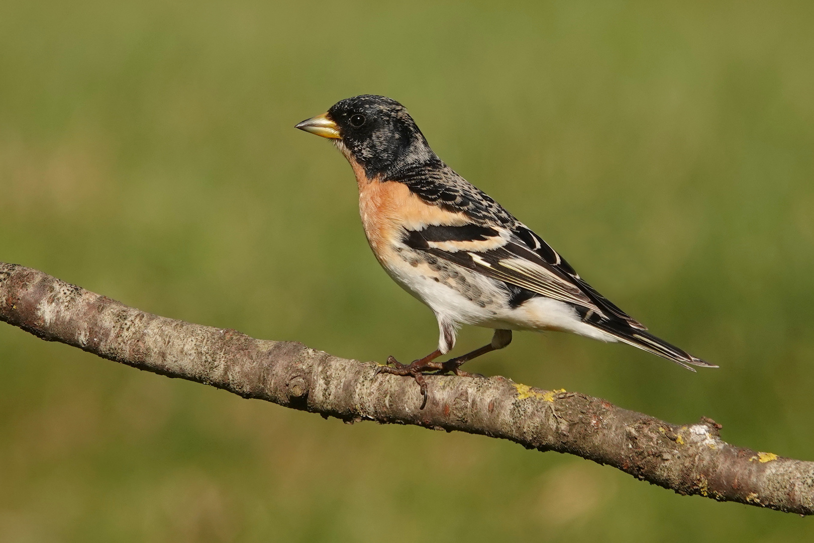 Bergfink Foto & Bild | tiere, wildlife, wild lebende vögel Bilder auf ...