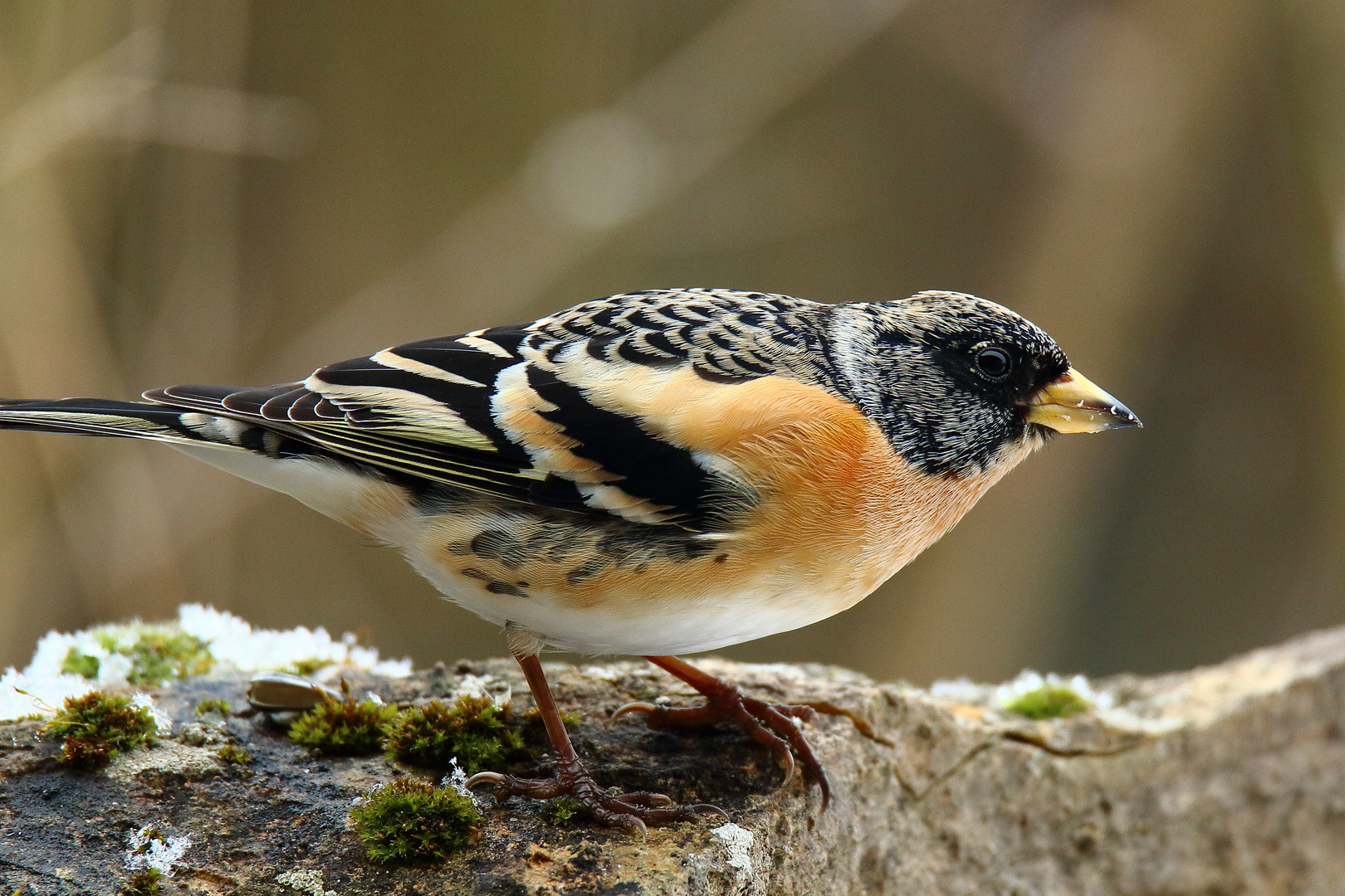 Bergfink Foto & Bild | tiere, wildlife, natur Bilder auf fotocommunity