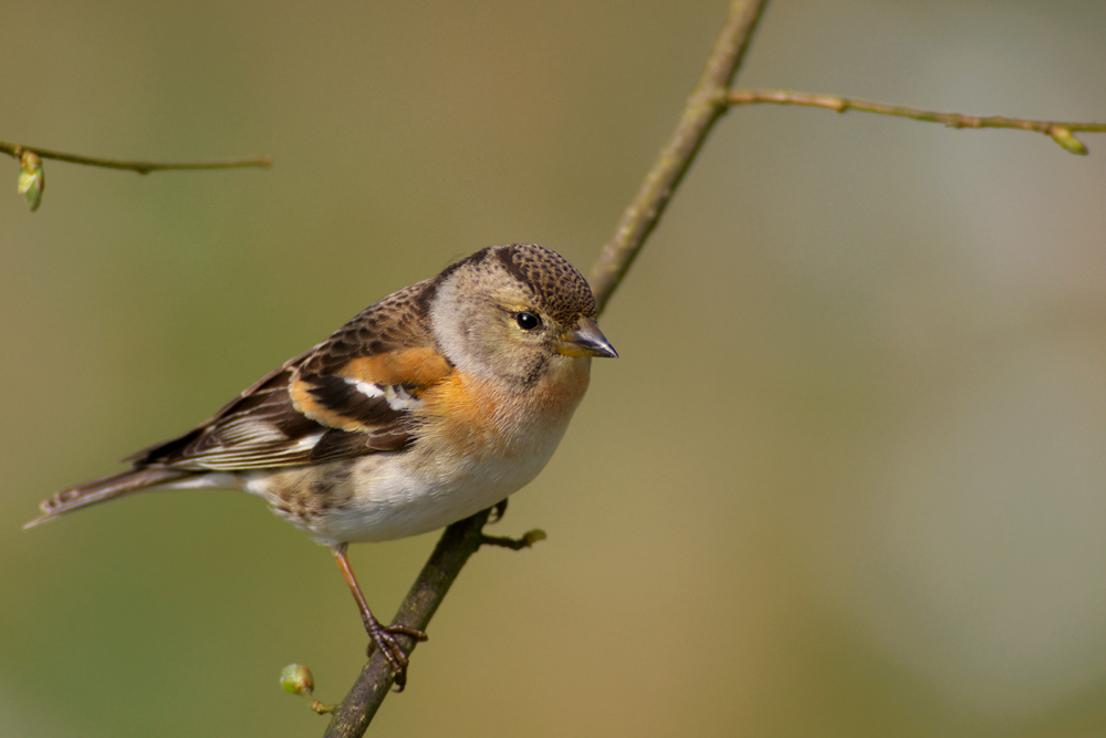Bergfink Foto & Bild | tiere, wildlife, wild lebende vögel Bilder auf ...