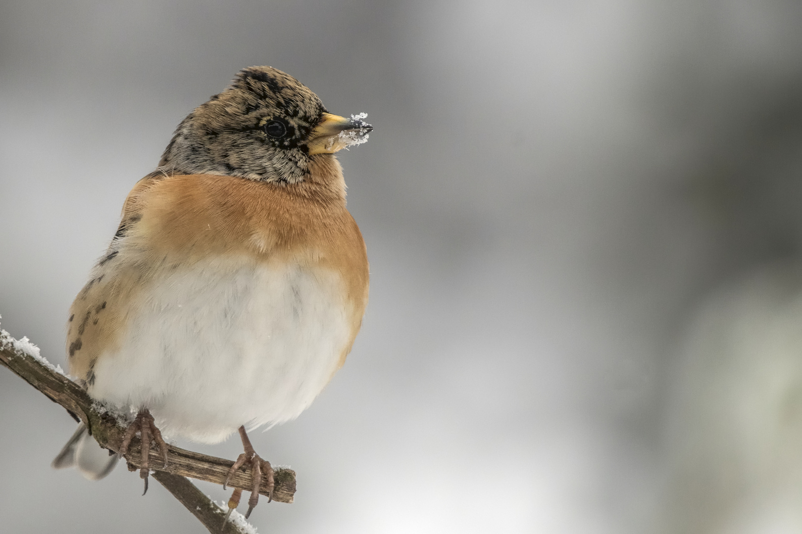 Bergfink _ 2 Foto & Bild | nature, outdoor, natur Bilder auf fotocommunity