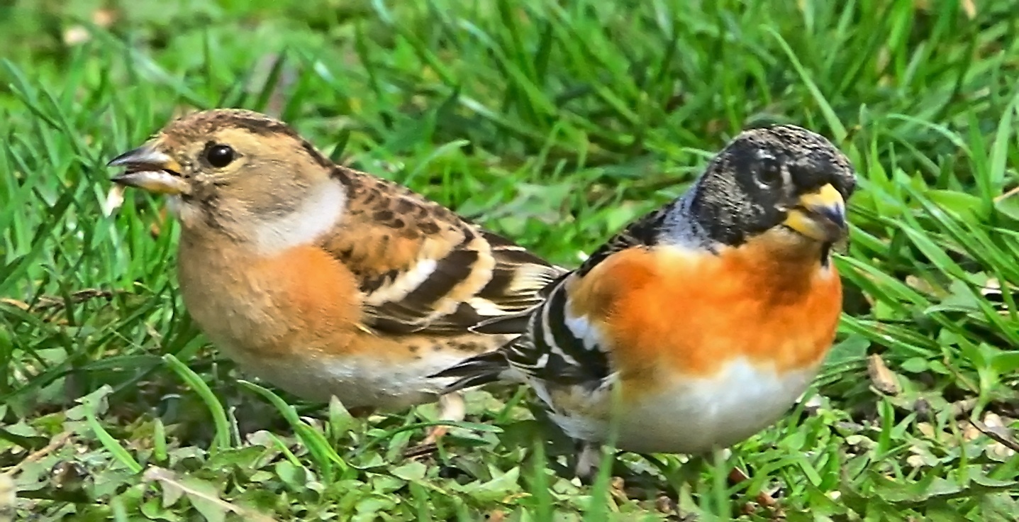 Bergfink Foto & Bild | tiere, wildlife, wild lebende vögel Bilder auf ...