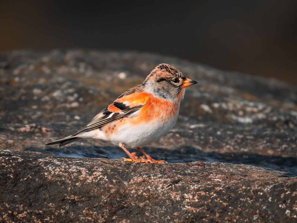 Bergfink Foto & Bild | tiere, wildlife, wild lebende vögel Bilder auf ...