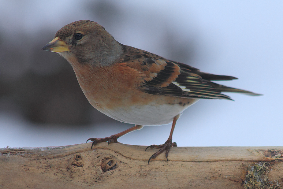Bergfink Foto & Bild | tiere, wildlife, wild lebende vögel Bilder auf ...