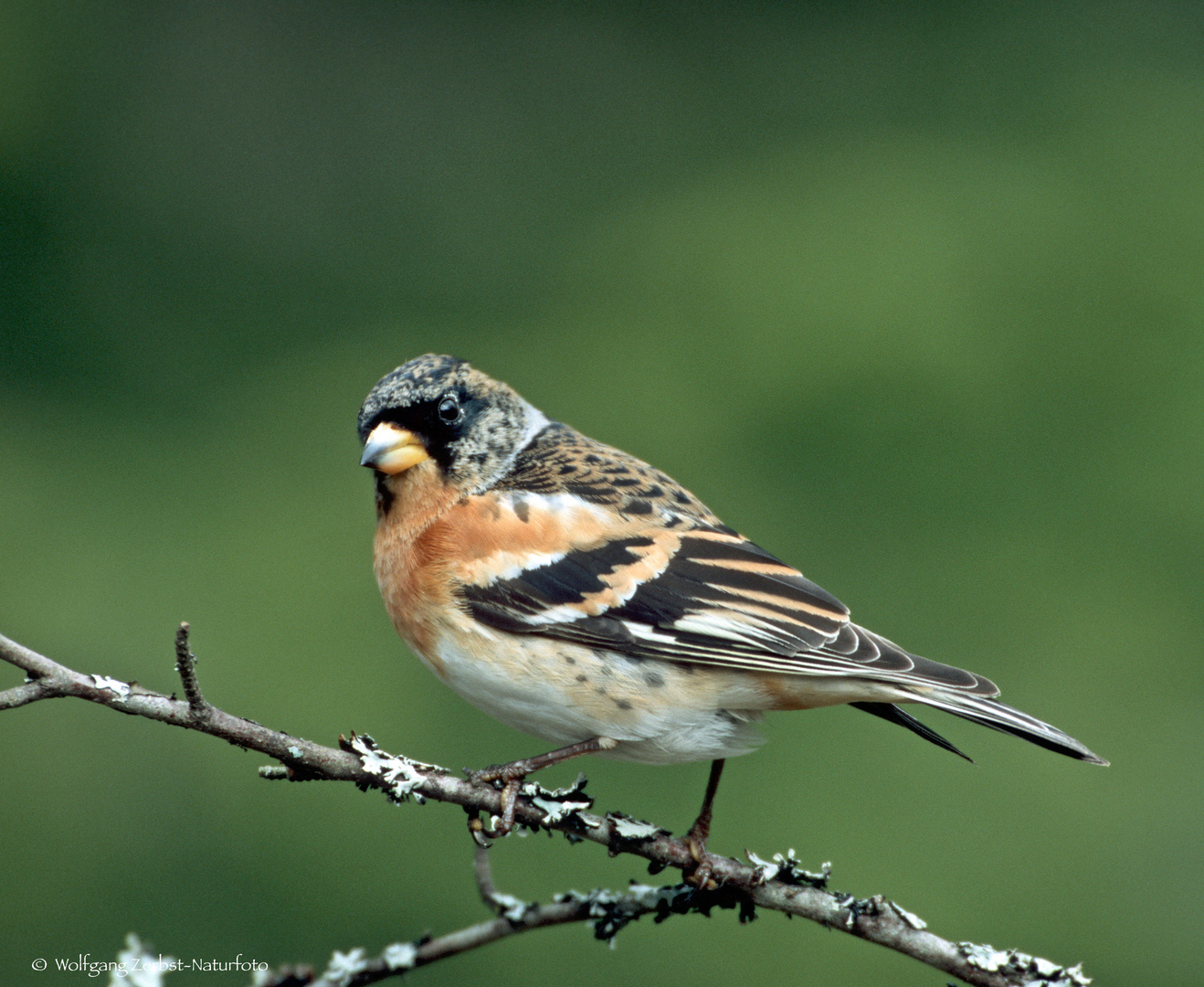 - Bergfink - Foto & Bild | fotos, world, natur Bilder auf fotocommunity