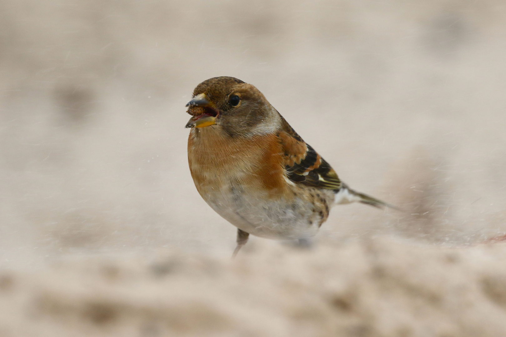 Bergfink Foto & Bild | deutschland, europe, schleswig- holstein Bilder ...