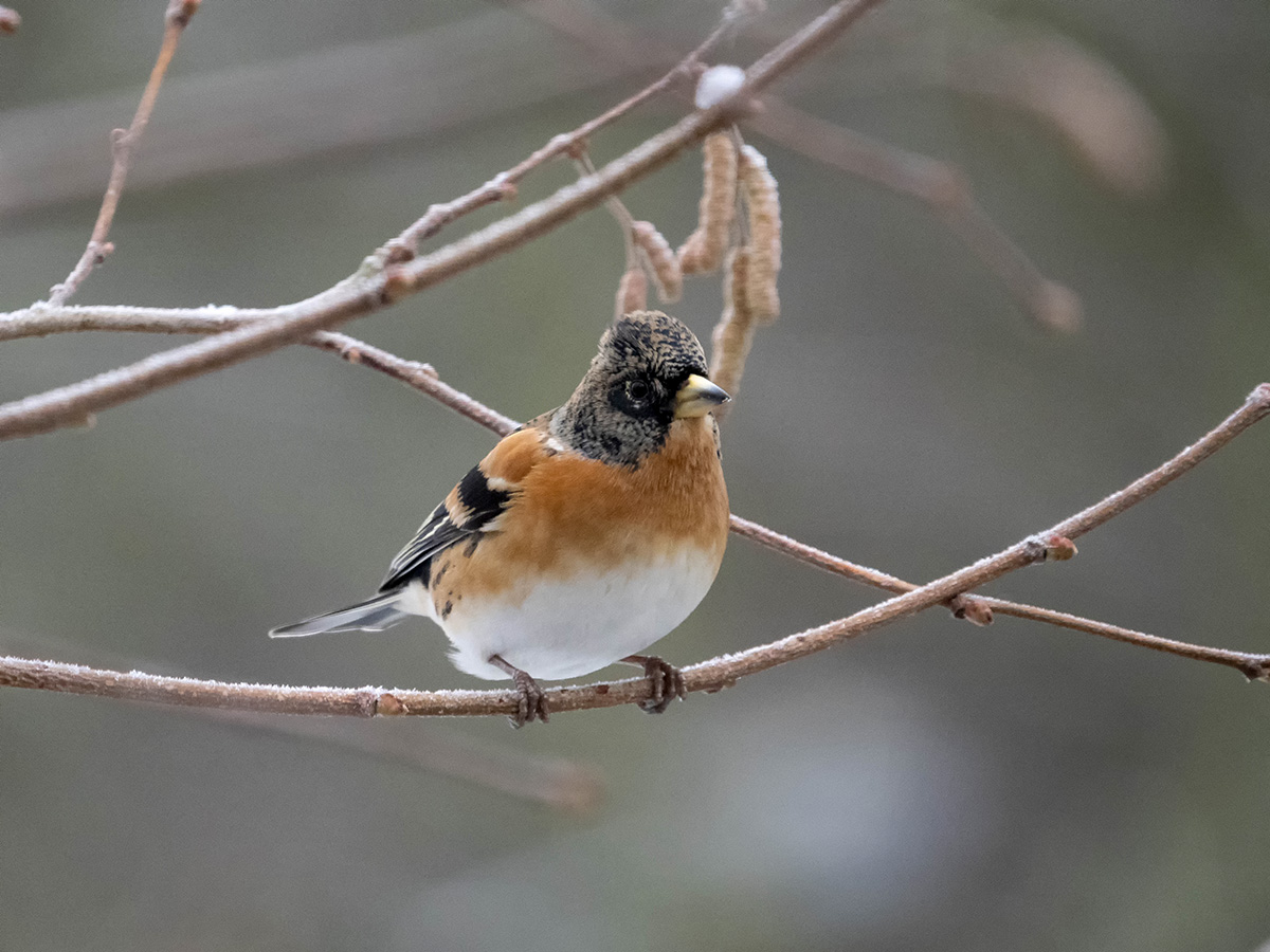 Bergfink Foto & Bild | natur, vögel, wildlife Bilder auf fotocommunity