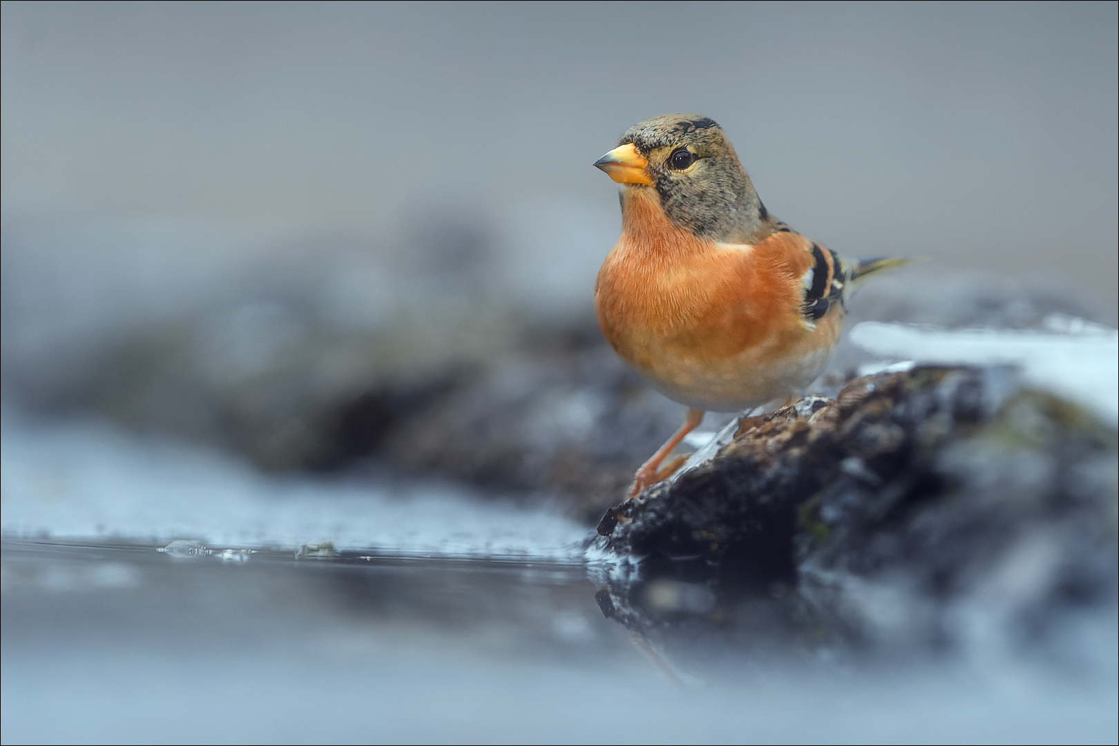 Bergfink Foto & Bild | tiere, wildlife, wild lebende vögel Bilder auf ...