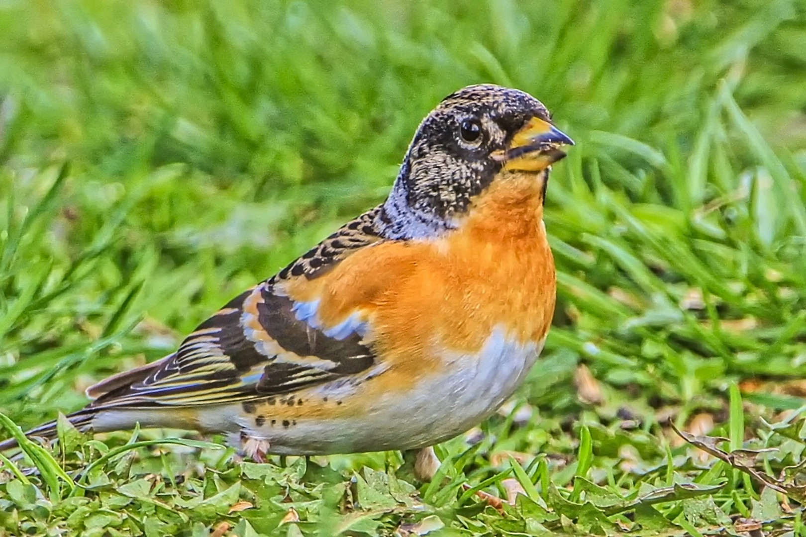 Bergfink Foto & Bild | tiere, wildlife, wild lebende vögel Bilder auf ...
