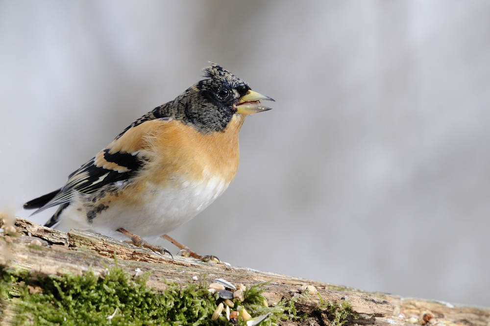 Bergfink Foto & Bild | tiere, wildlife, wild lebende vögel Bilder auf ...