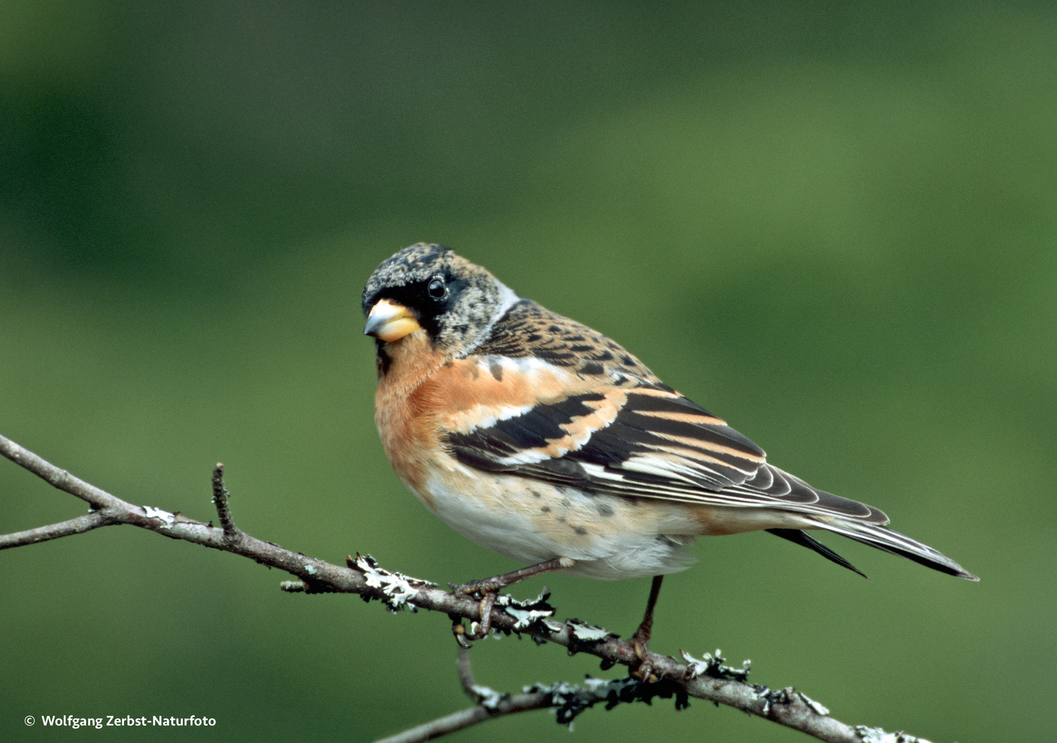 Bergfink --- Foto & Bild | fotos, natur, pflanzen Bilder auf fotocommunity