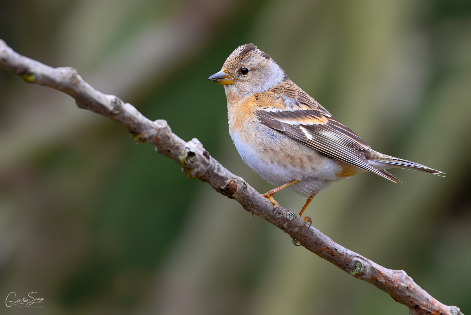 Bergfink... Foto & Bild | natur, tiere, vögel Bilder auf fotocommunity