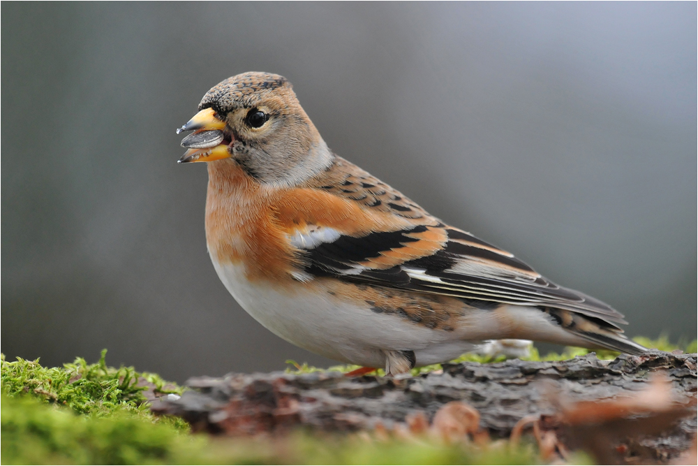 Bergfink Foto & Bild | tiere, wildlife, wild lebende vögel Bilder auf ...